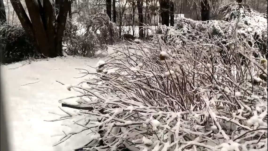 Snow buildup hangs heavy on bushes | king5.com