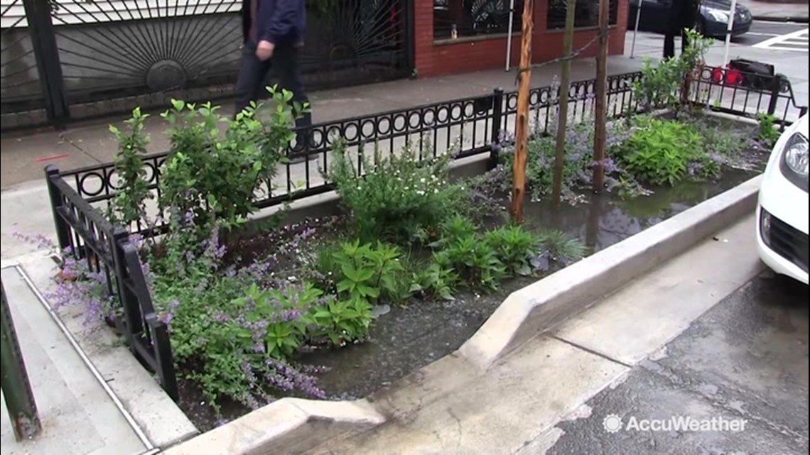 New York City adding rain gardens to help with storm water | king5.com
