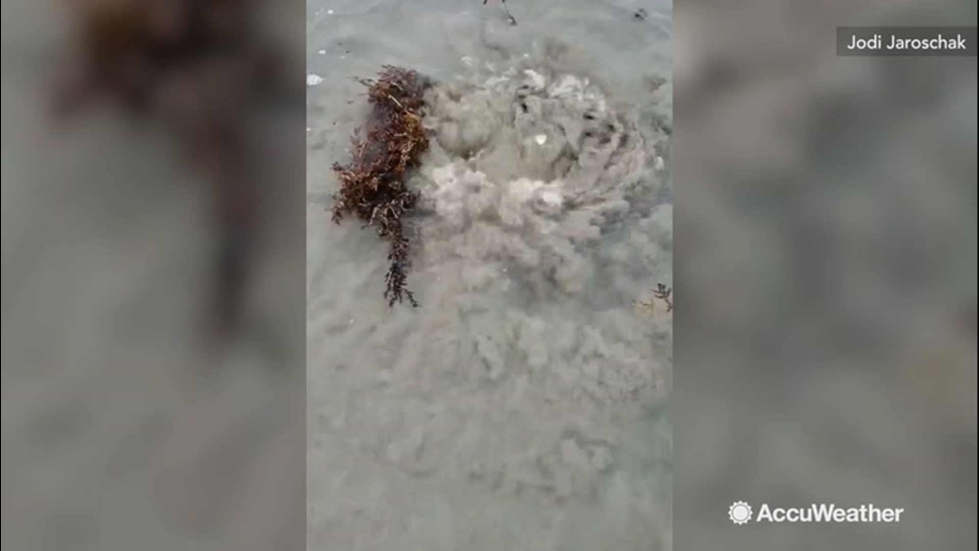 Swirling quicksand on beach swallows seaweed in seconds | king5.com
