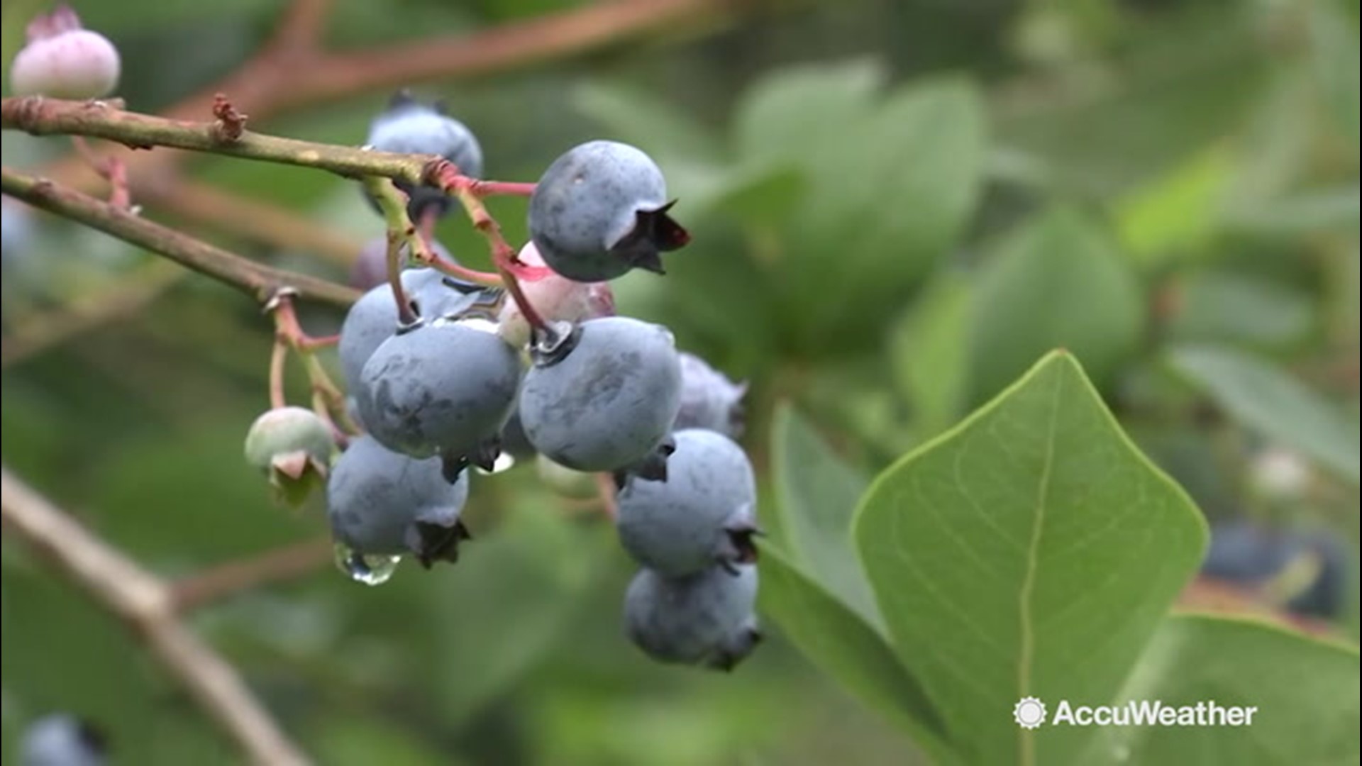 Certainly not blue while picking berries | king5.com