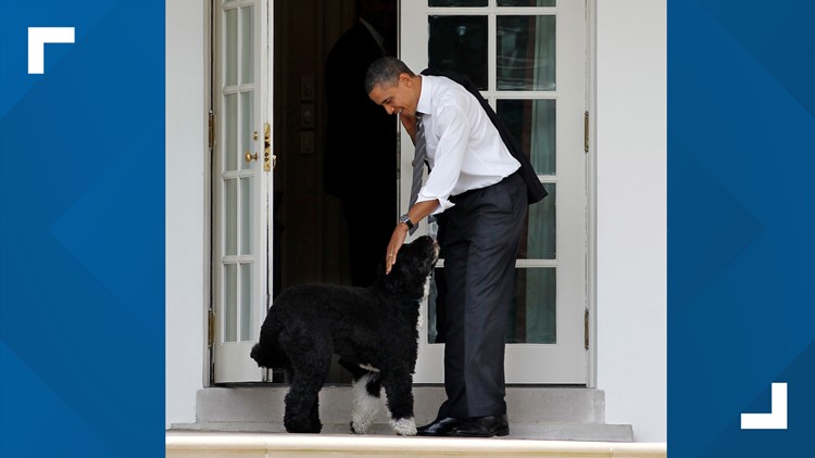 Obama's family dog Bo dies | king5.com