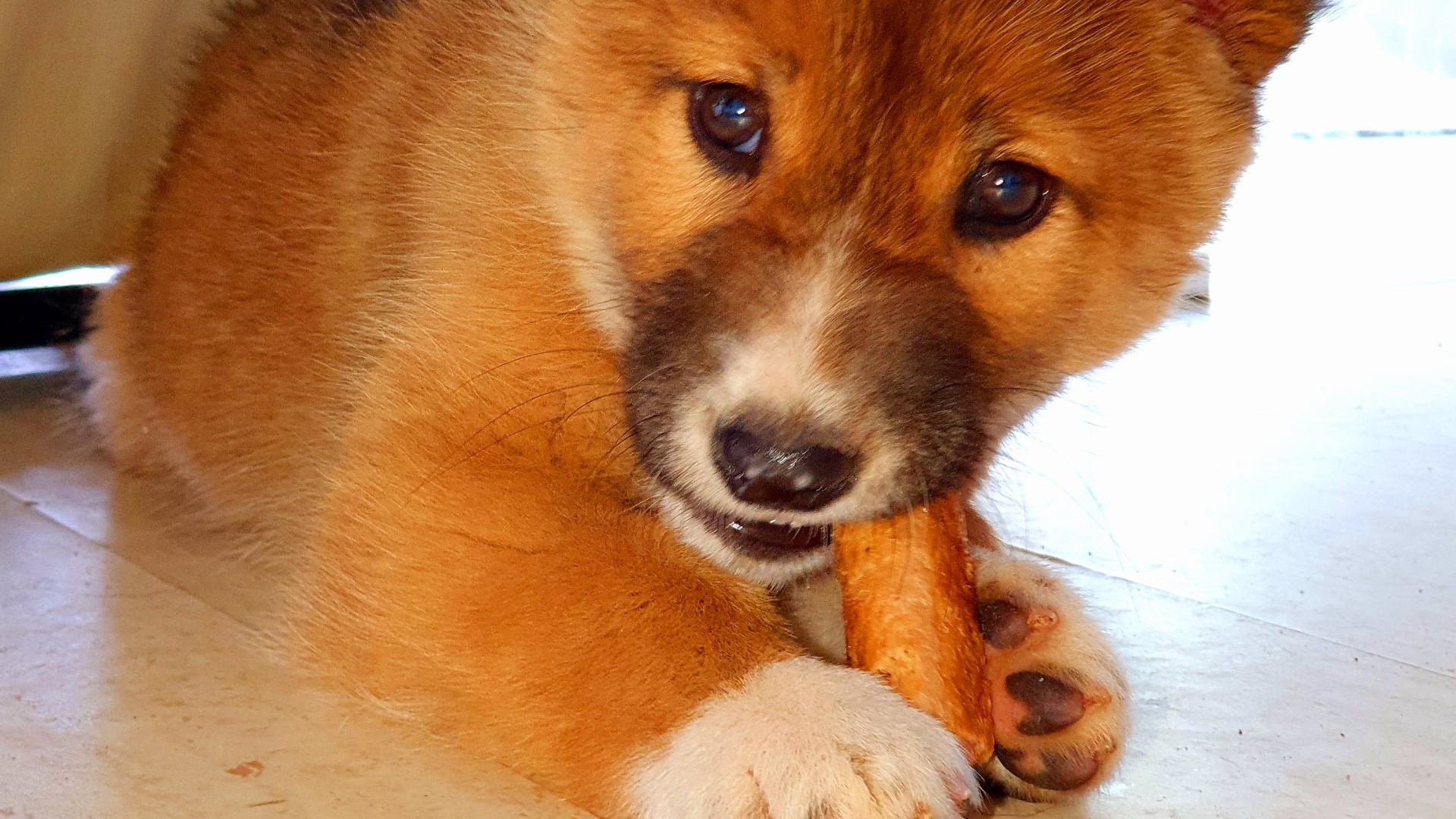 Endangered dingo believed to be dropped by eagle into backyard | king5.com
