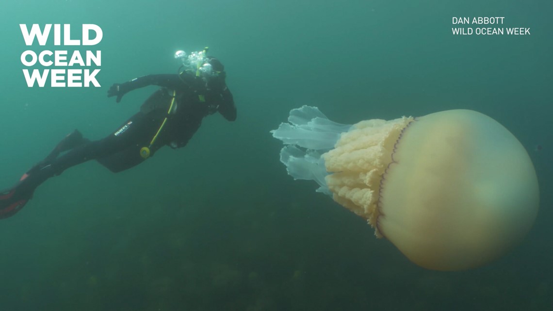 Giant jellyfish spotted by divers off the coast of England | king5.com
