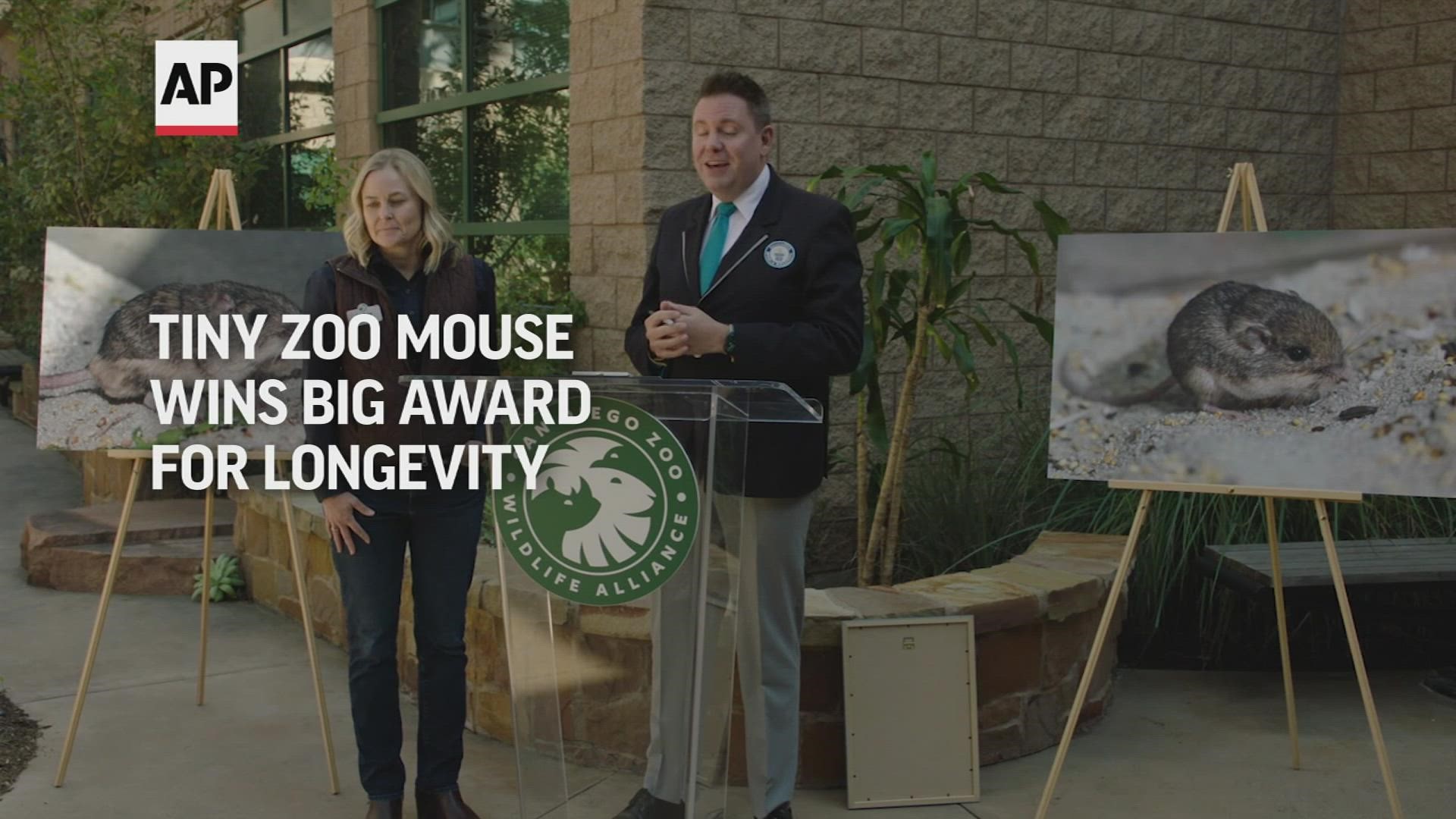 Oldest mouse? San Diego zoo mouse gets Guinness World Record | king5.com
