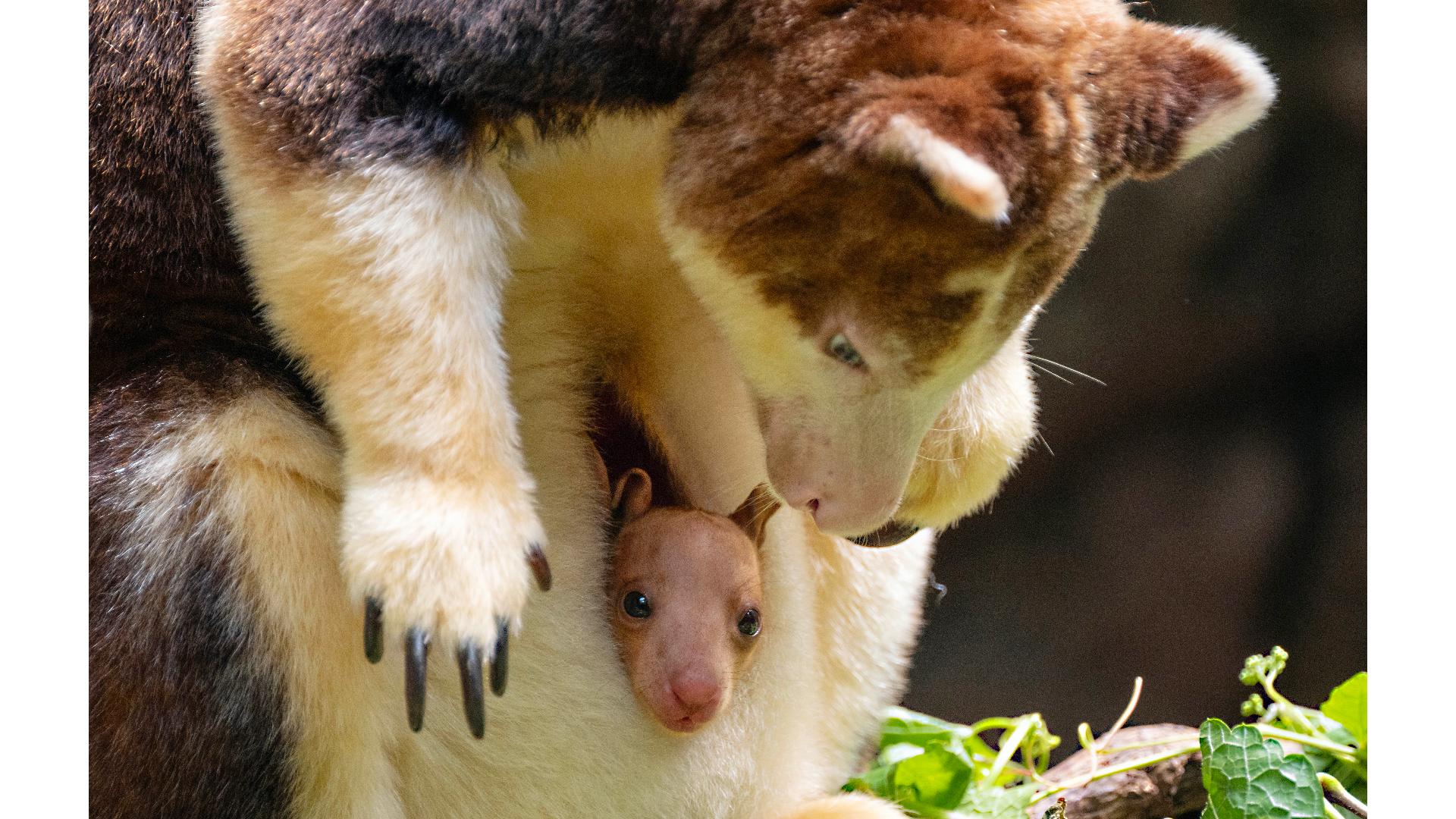 Photos show first public appearance by baby tree kangaroo | king5.com