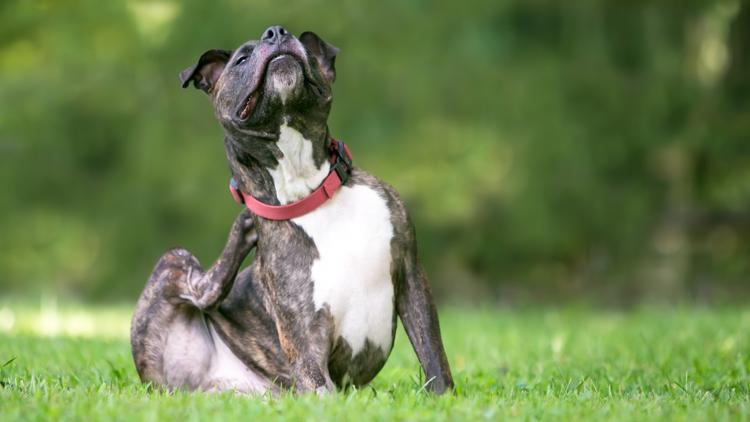 Give your pet a flea-free summer | Consumer Reports | king5.com