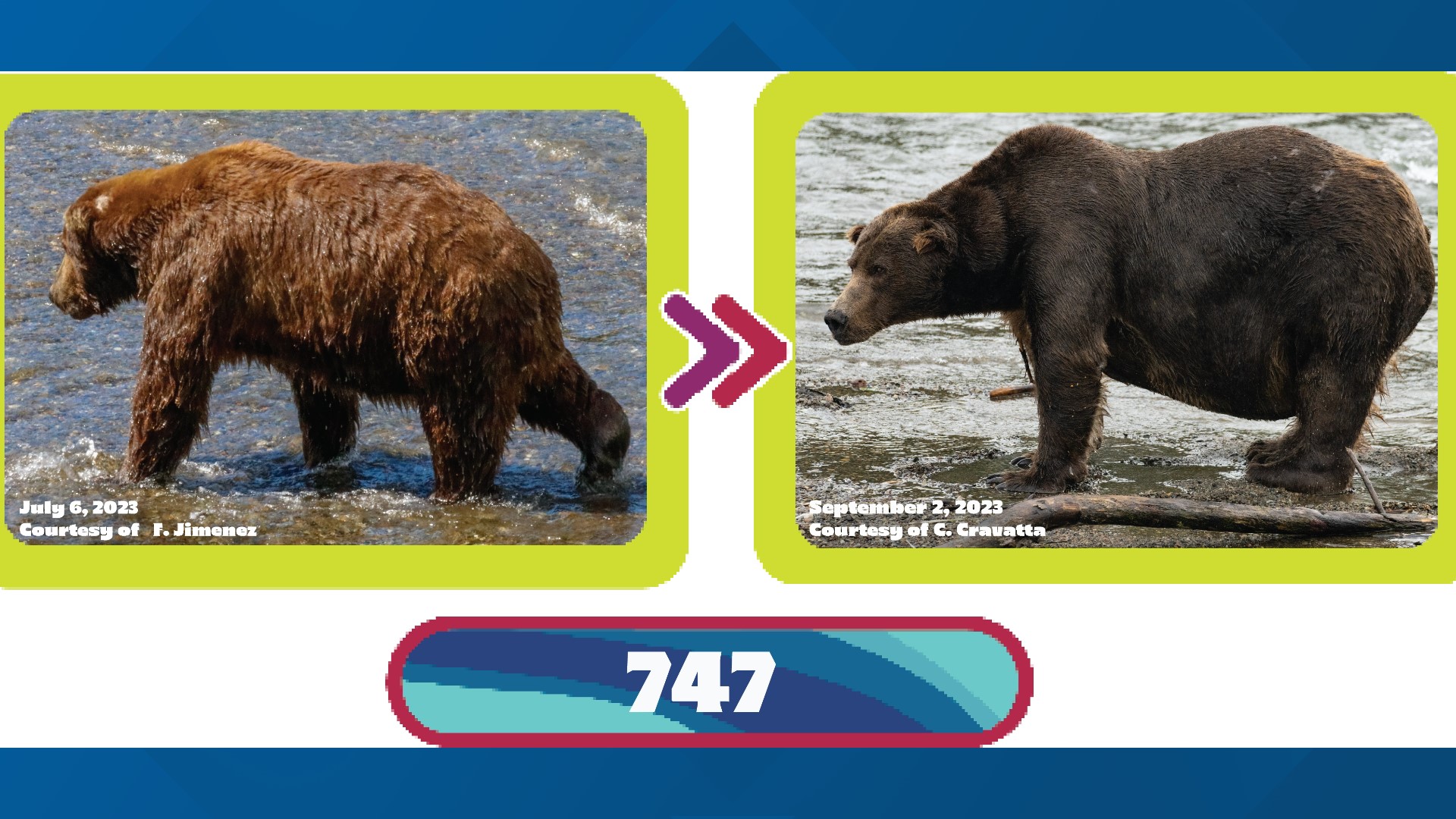 Fat Bear Week 2023 bracket: Meet the chubby contenders | king5.com