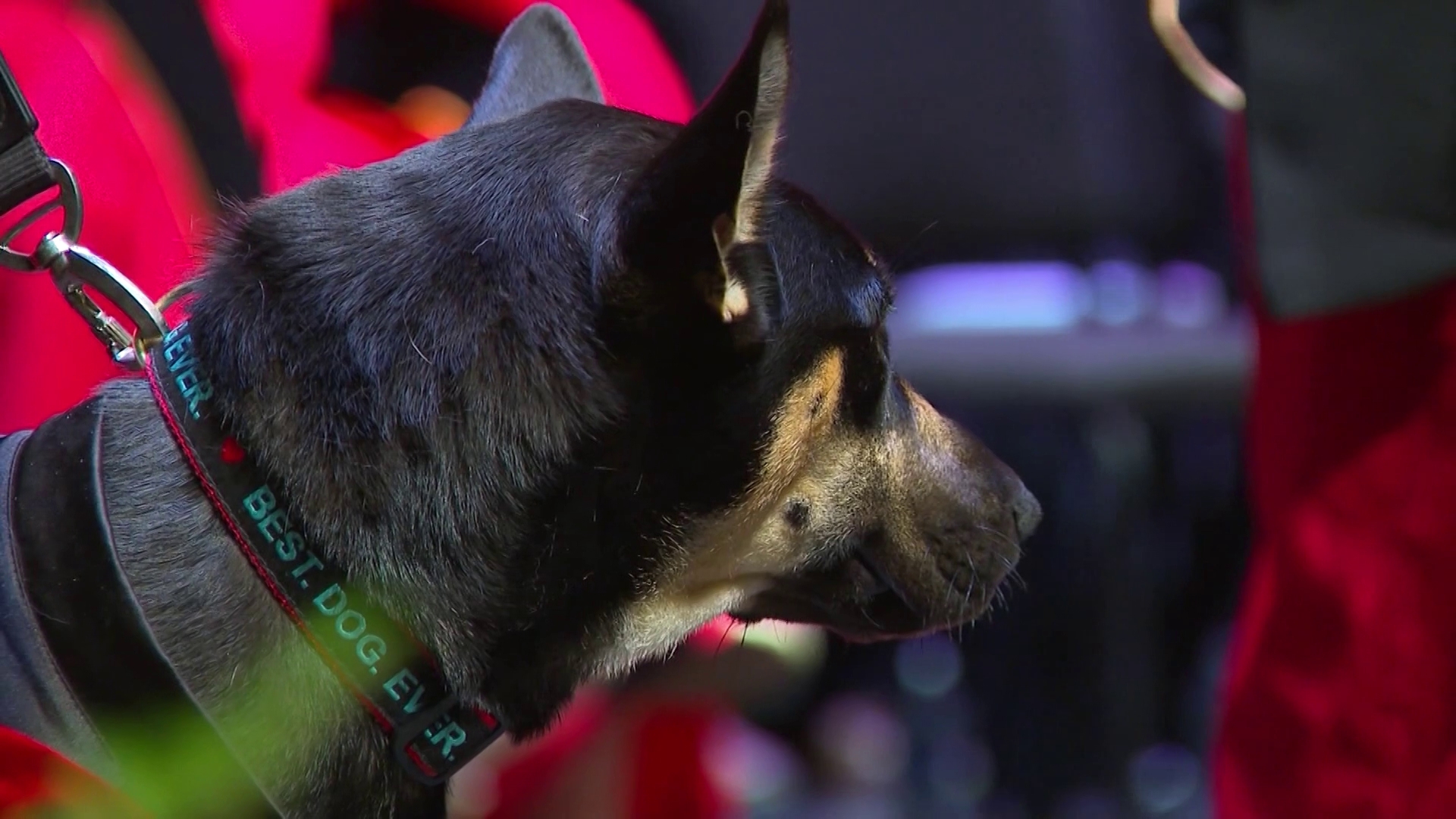 Dog hit by car walks the stage at graduation of vet students who saved ...