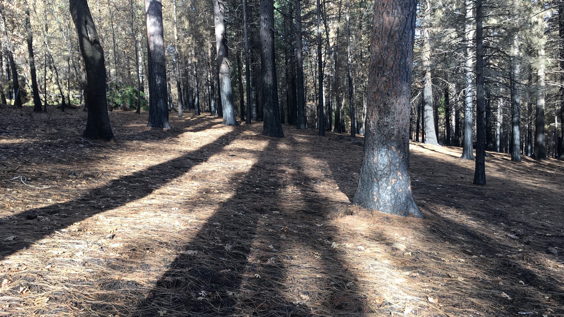 Why do some trees survive fires while buildings don't? | king5.com