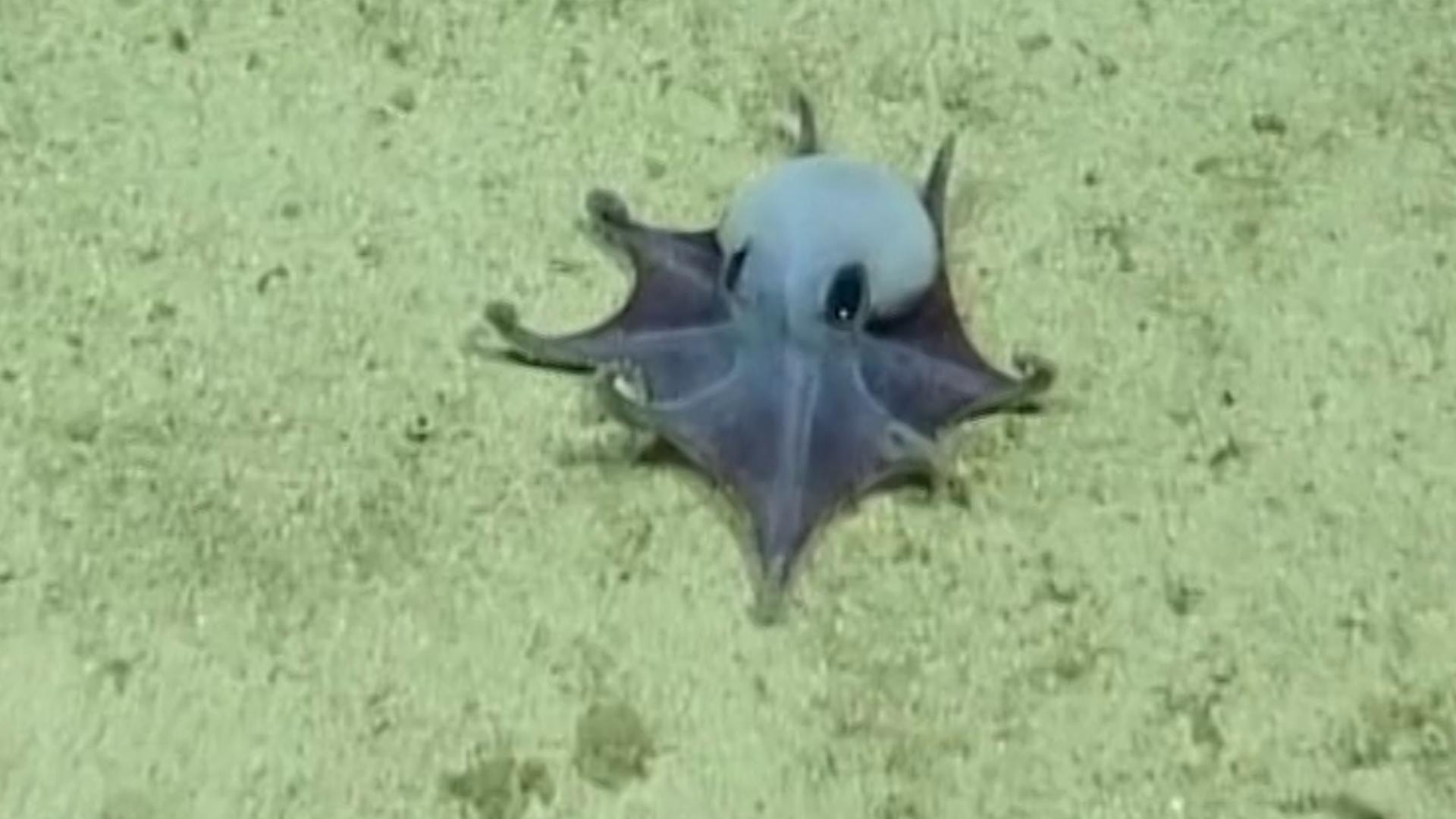 Scientists discovered a new type of octopus. It's bright blue and the ...