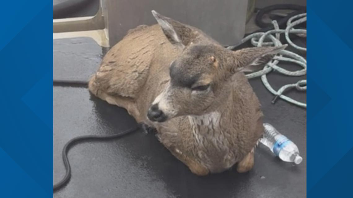 WATCH: Deer climb aboard Alaska Wildlife Troopers' boat | king5.com