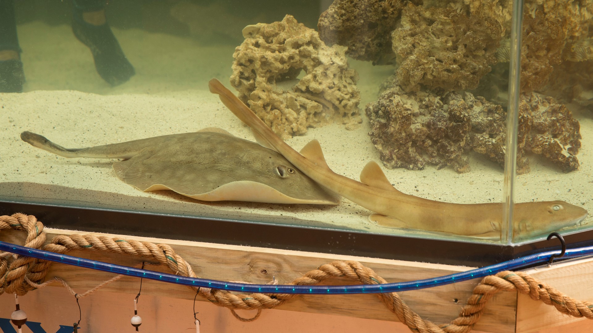 Stingray pregnancy mystery: Did stingray mate with a shark? | king5.com