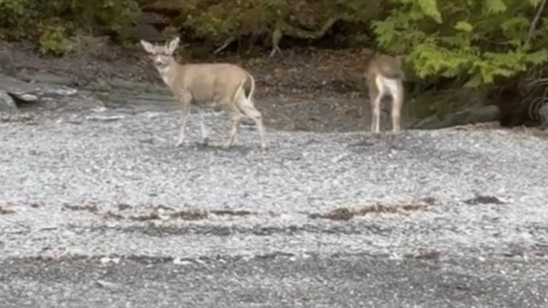 WATCH: Deer climb aboard Alaska Wildlife Troopers' boat | king5.com