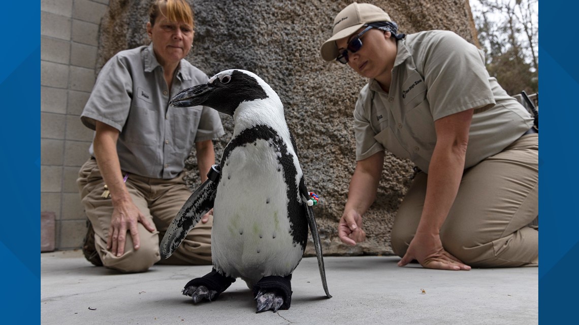 San Diego Zoo penguin Lucas gets orthopedic footwear | king5.com