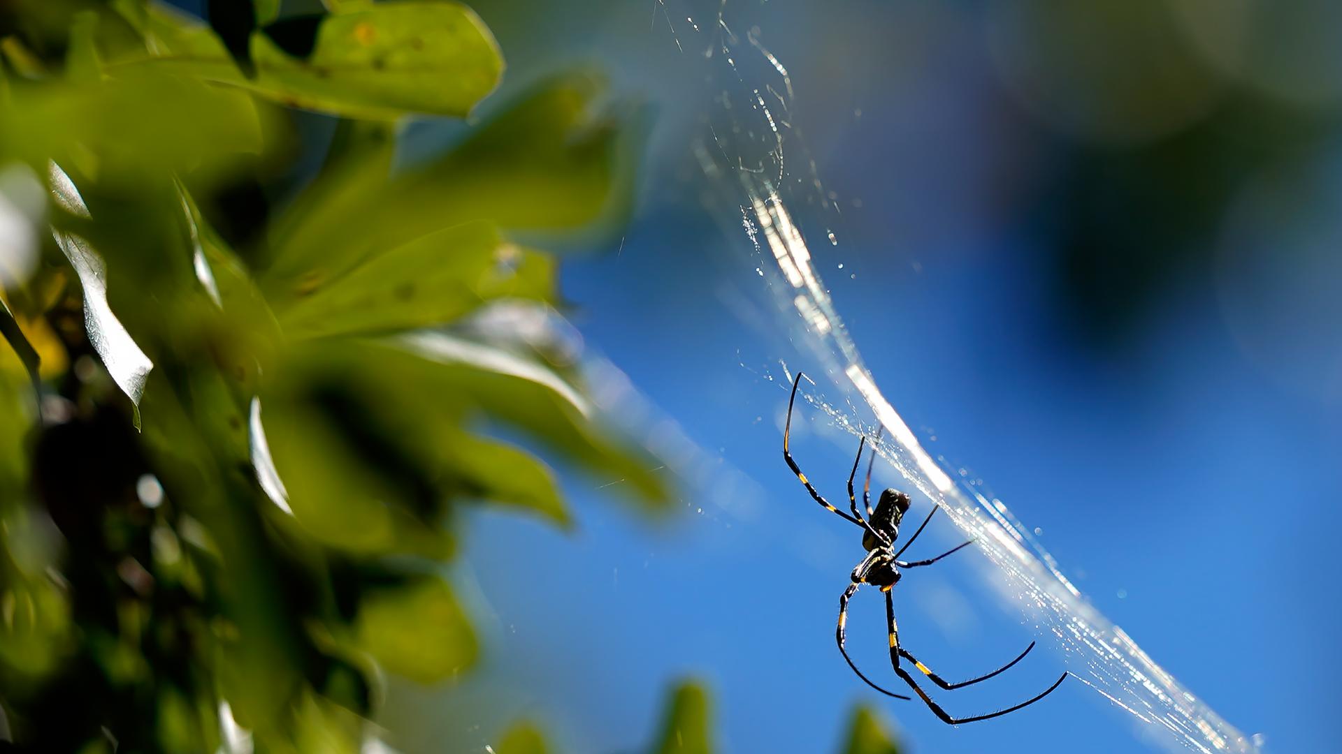Here's what experts think about invasive Joro spiders | king5.com