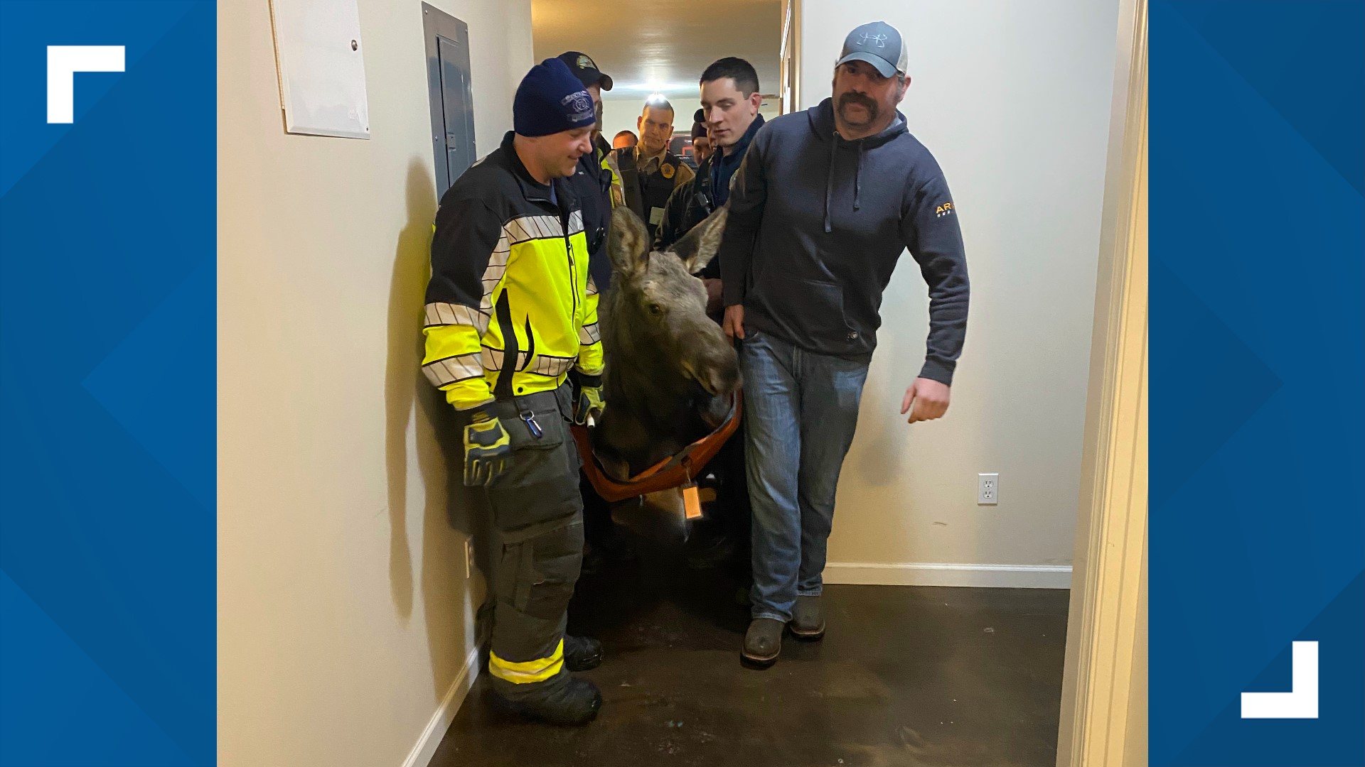 Alaska firefighters help rescue moose trapped in home's basement ...