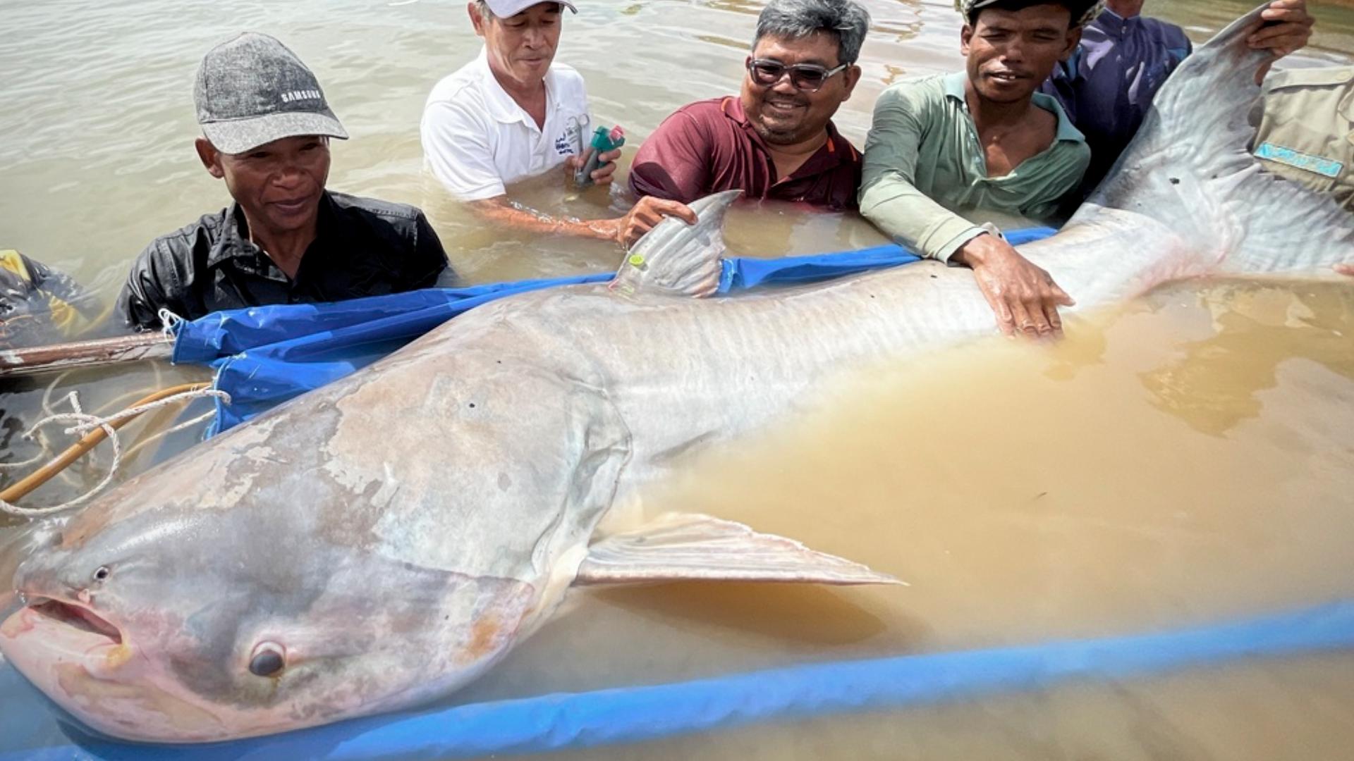Huge and rare Mekong catfish spotted in Cambodia | king5.com