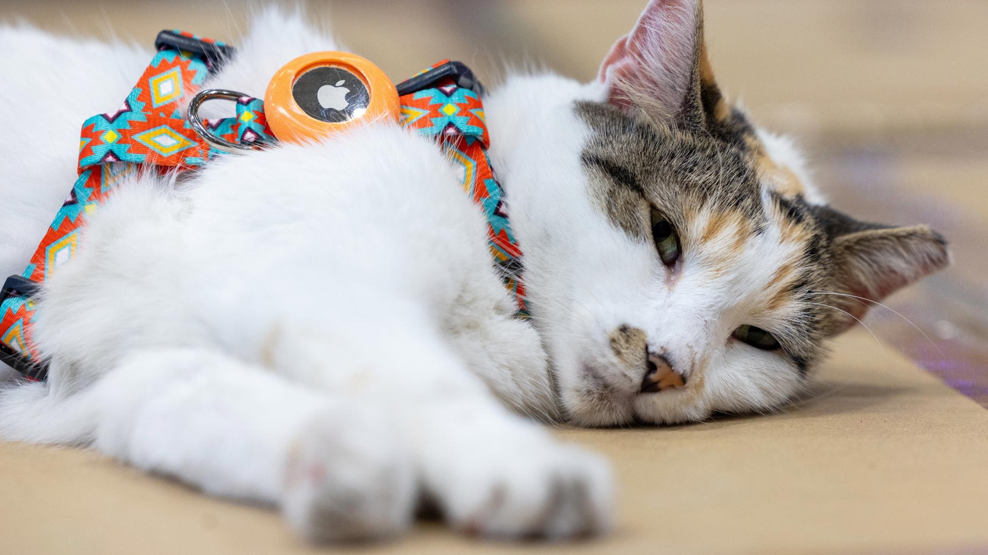 Richmond's beloved cat Francine found after 2 weeks, 85 miles away ...