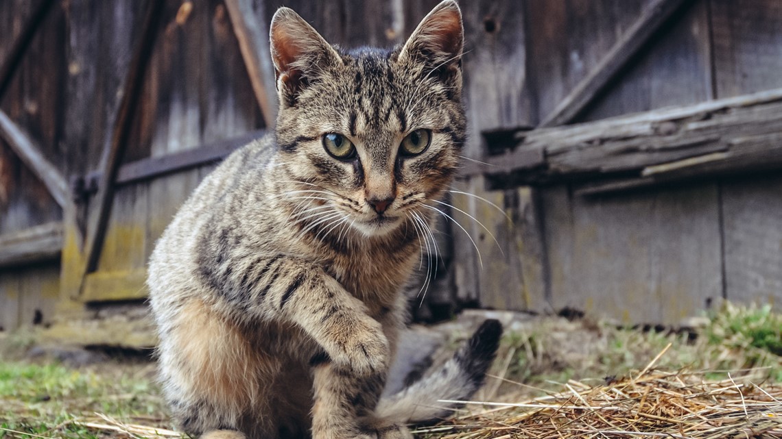 H5N1 outbreak: Dozens of cats in Poland positive for bird flu | king5.com