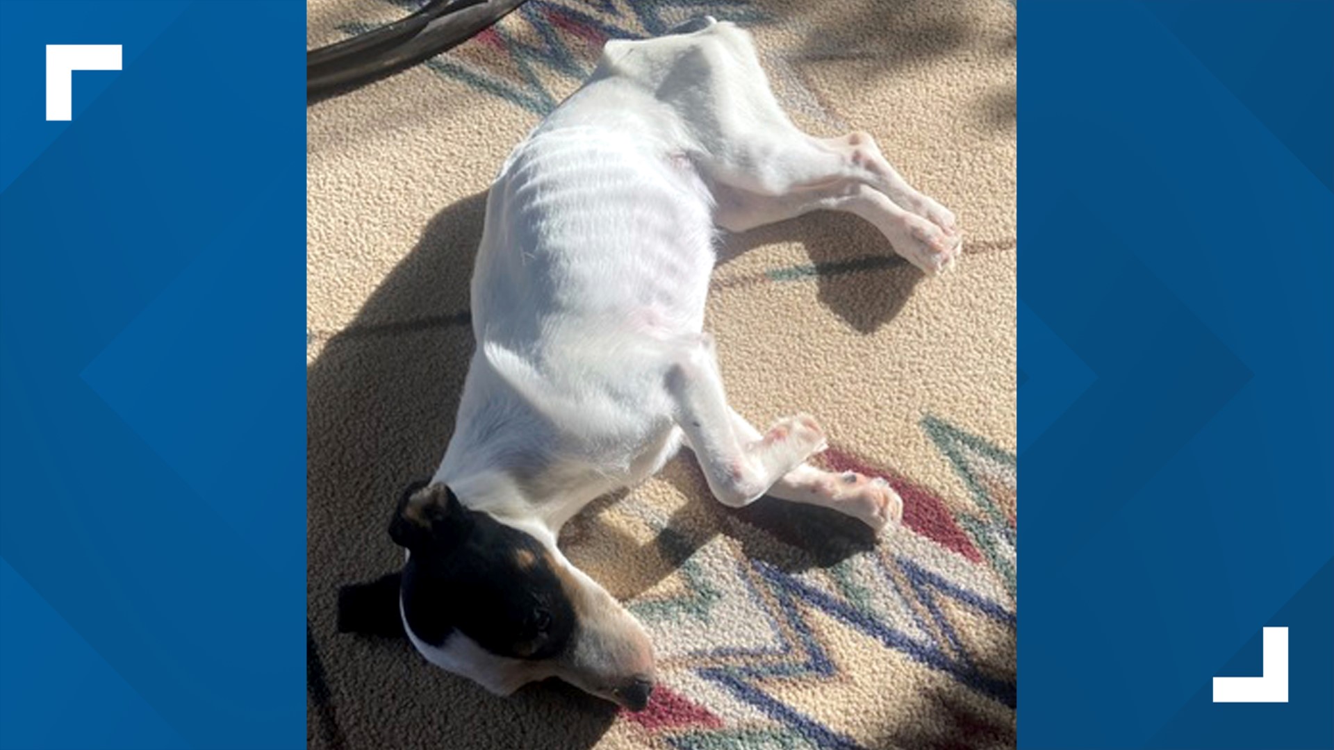 Dog survives 10 weeks besides dead owner: Family provides update ...