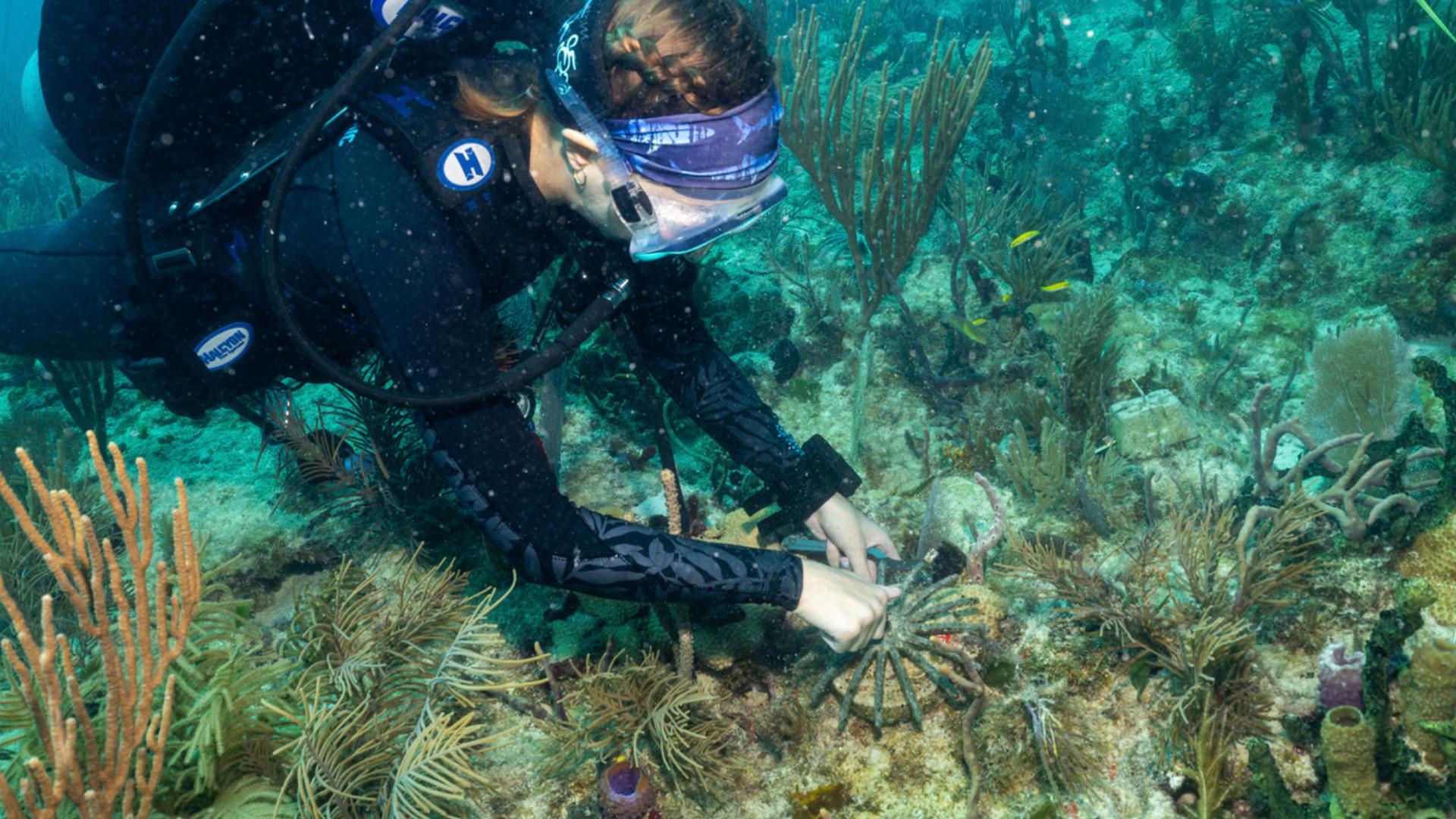Scientists boost Miami reefs with crossbred corals | king5.com