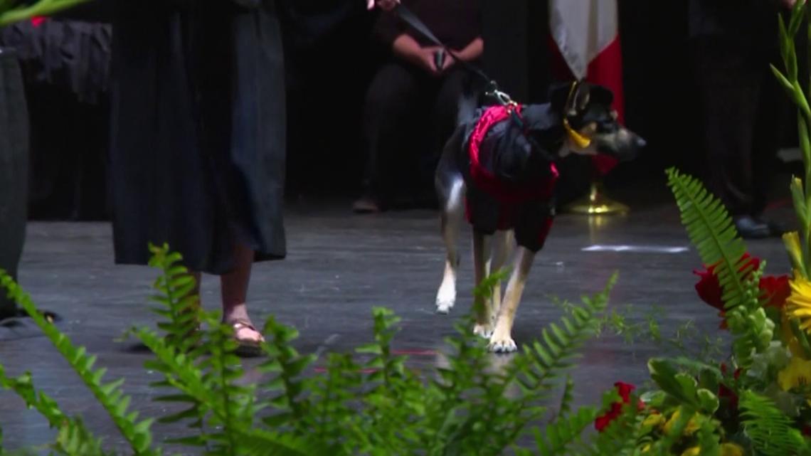 Dog hit by car walks the stage at graduation of vet students who saved ...