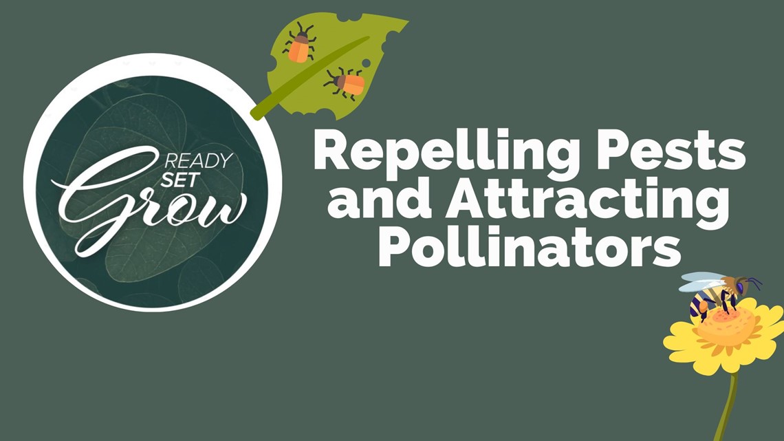 Ready, Set, Grow | Repelling pests and attracting pollinators | king5.com