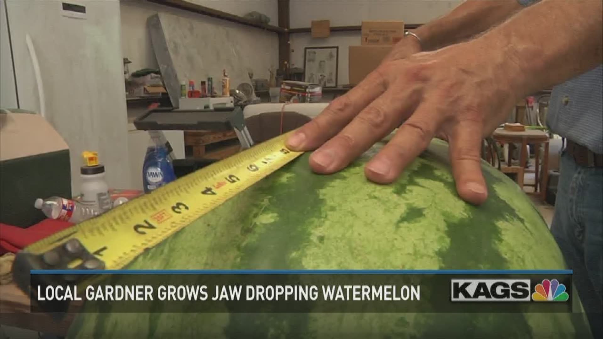 Local gardener grows jaw dropping watermelon | king5.com