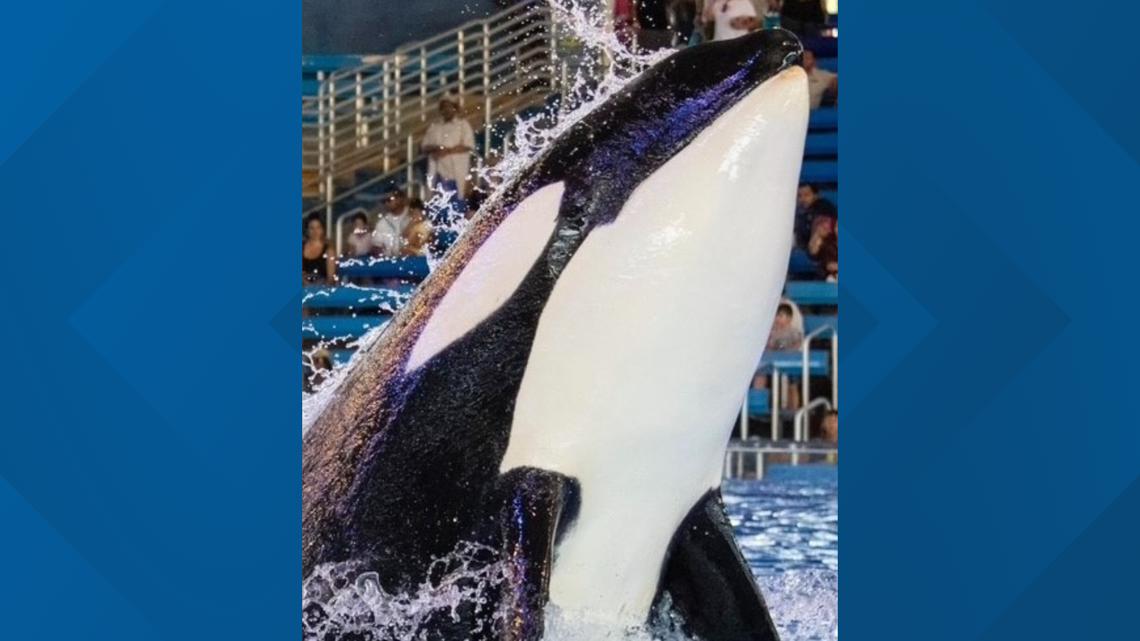 SeaWorld San Antonio beloved orca whale Kamea pronounced dead | king5.com