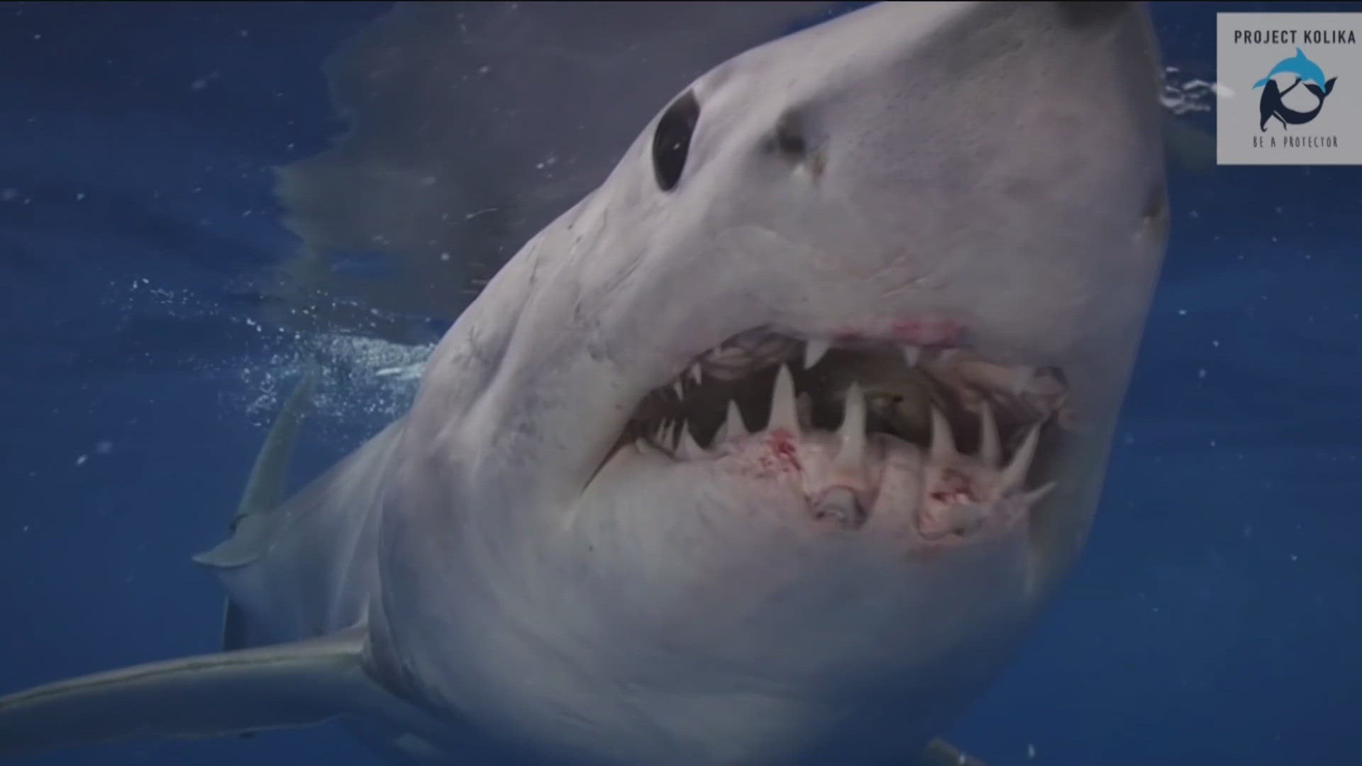 Giant white sturgeon found along Lake Washington shore | king5.com