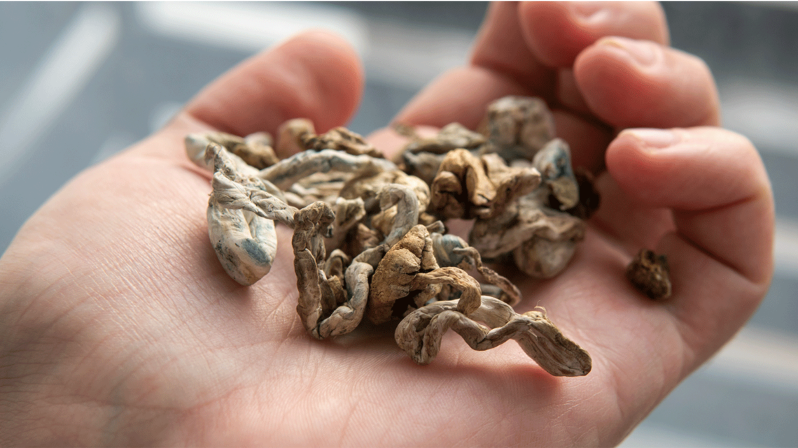 Oregon issues first psilocybin service center license | king5.com
