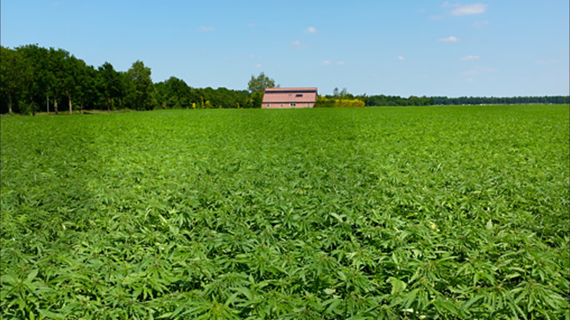 Washington state farmers plan to increase hemp crops | king5.com