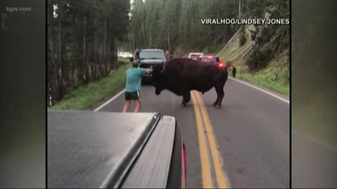 Oregon man gets jail time for harassing Yellowstone bison | king5.com