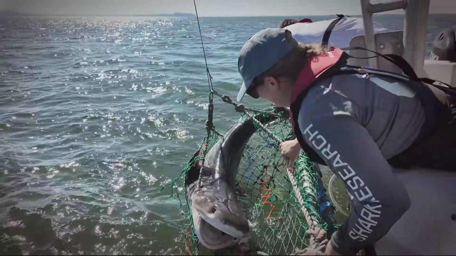 Oregon researchers dive deep into shark mysteries off Washington coast ...