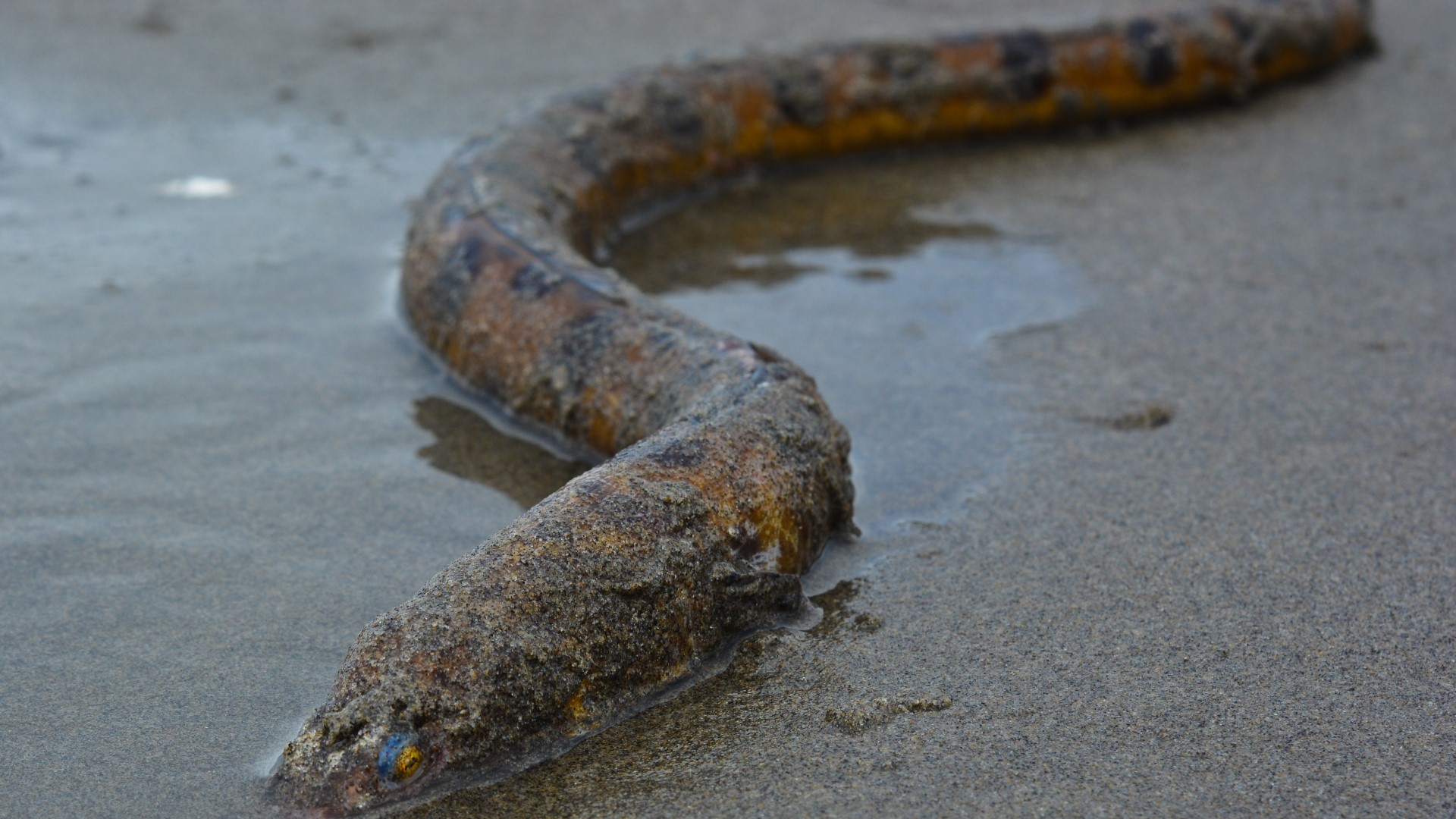 Rare sighting of Pacific snake-eel near Sunset Beach in Oregon | king5.com