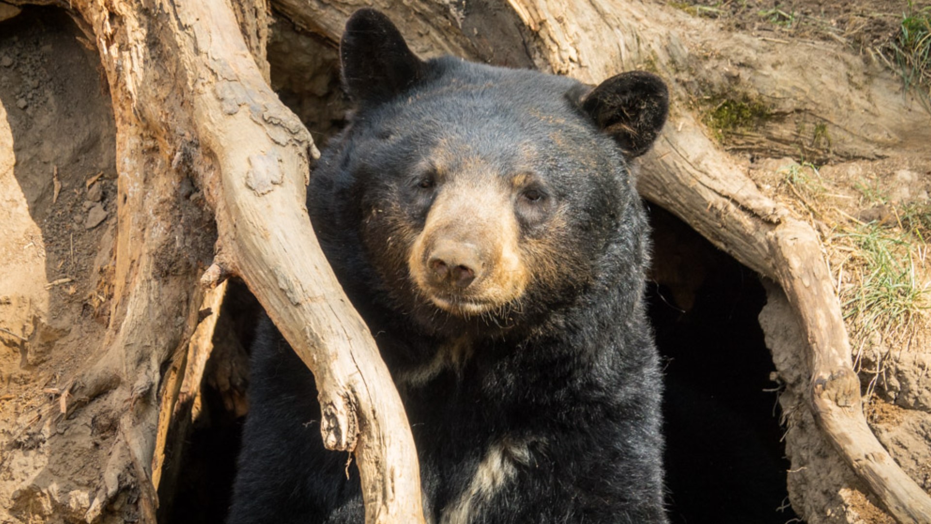 Oregon Zoo reports death of beloved black bear | king5.com