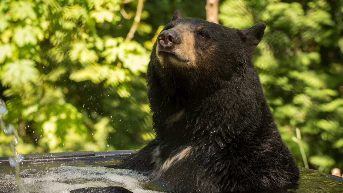 Oregon Zoo reports death of beloved black bear | king5.com