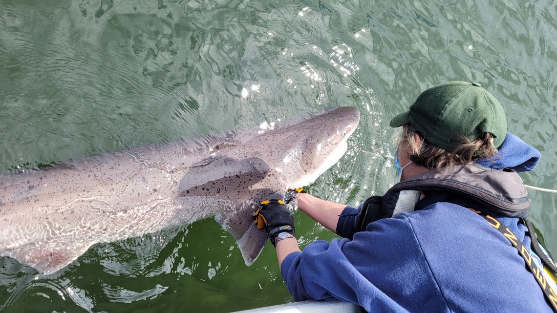 2 shark species documented in Puget Sound for 1st time | king5.com