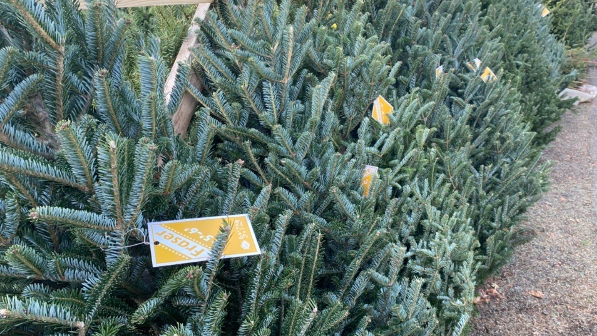 Christmas tree farmers say 2023 is a good harvest | king5.com