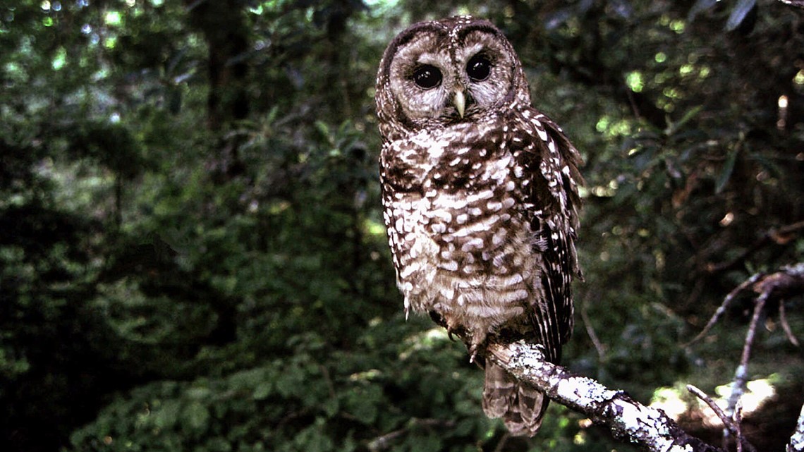 How is Oregon's spotted owl doing, decades after protections? | king5.com