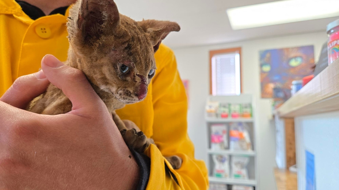 Badly burned kitten in Rowena Fire rescued by KGW crew | king5.com