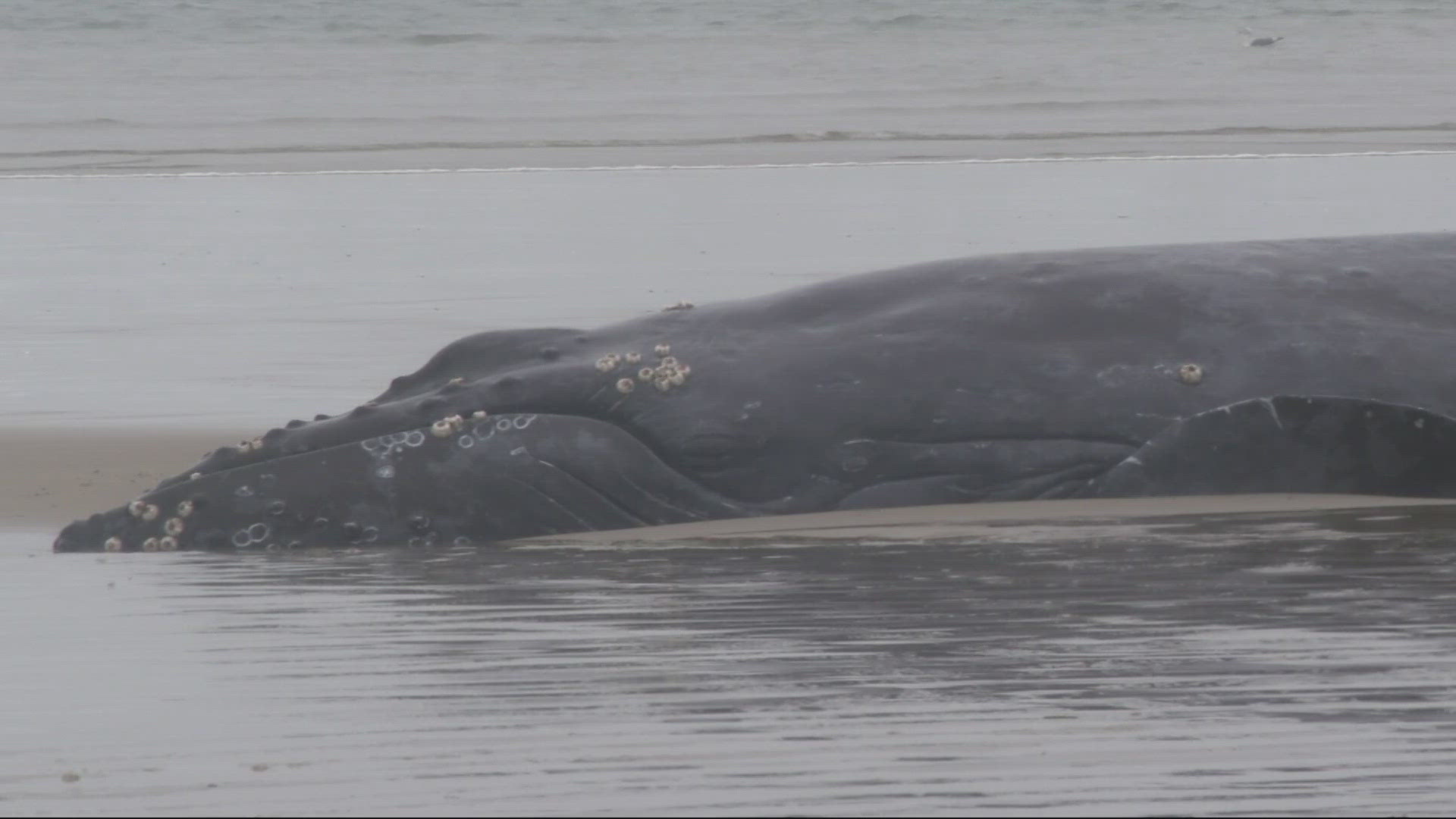 Stranded humpback whale euthanized after failed rescue attempts in ...