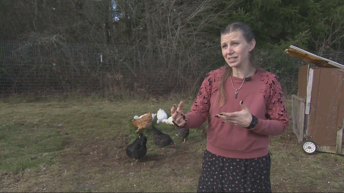 Vancouver farm's specialty-fed chickens produce coveted egg | king5.com