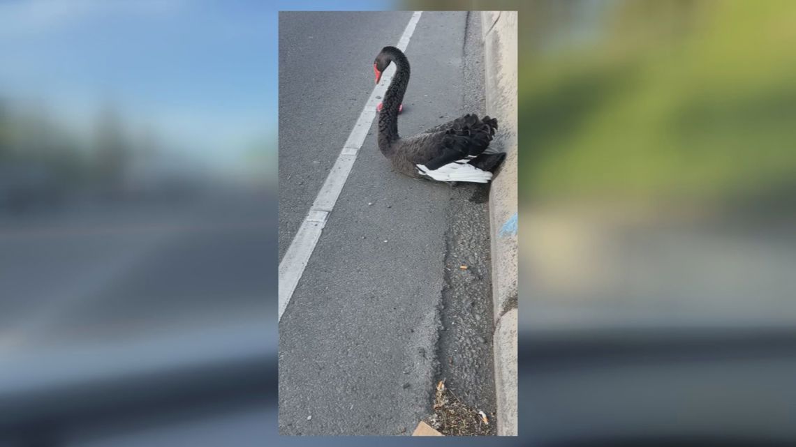 Rare black swan found injured along busy freeway in Oregon | king5.com