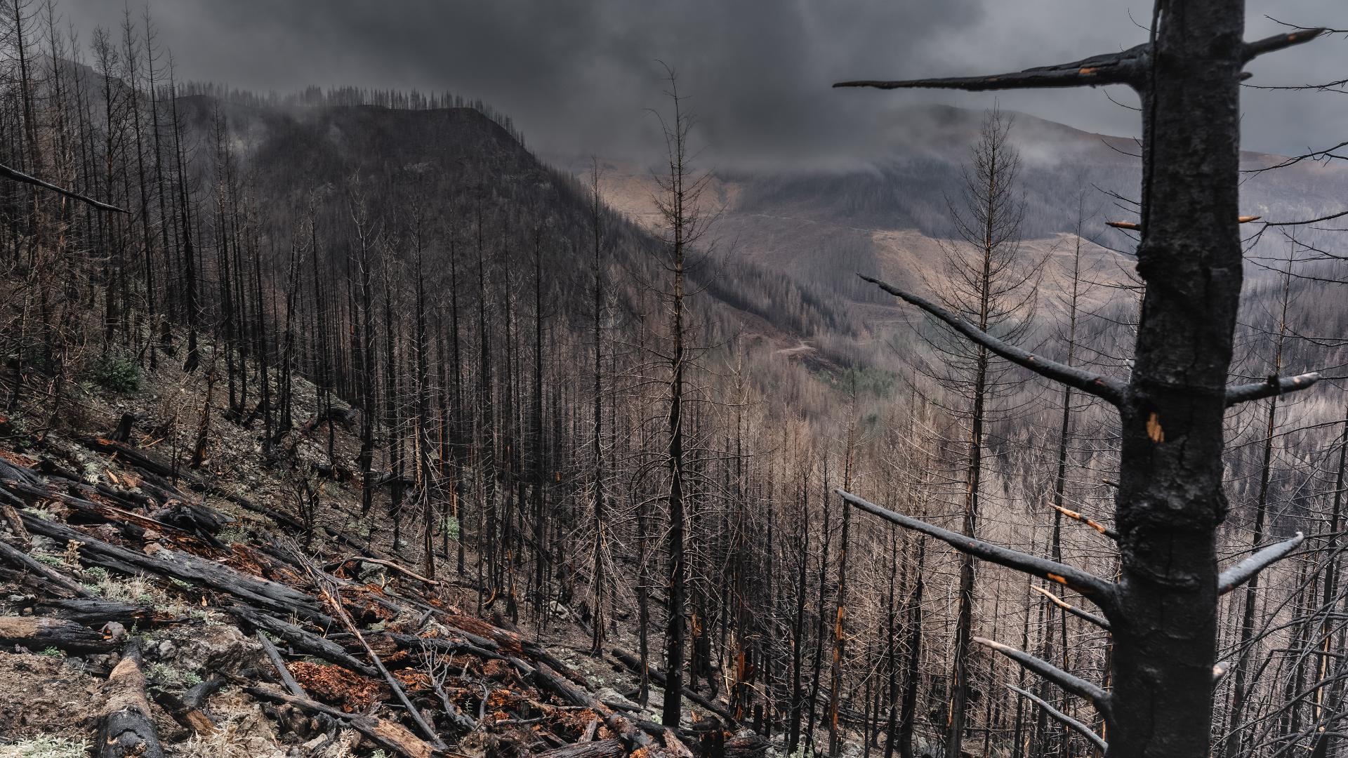 Carbon credits fuel wildfire restoration in Northwest forests | king5.com