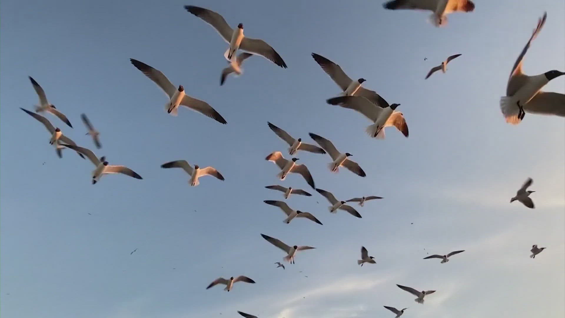 Millions of birds migrate across Washington this weekend | king5.com