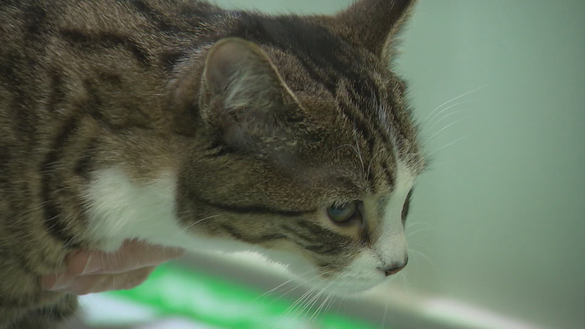 Bird flu is deadly in cats, Seattle veteranarians warn | king5.com