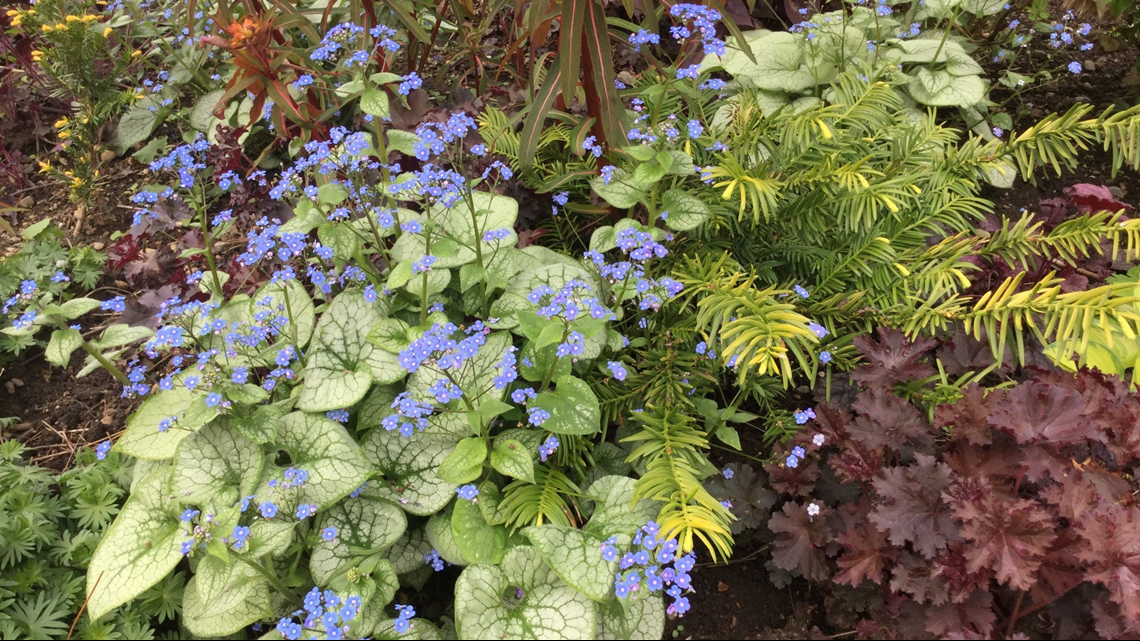 Ciscoe shows us how to add some color to our yards with Brunnera ...