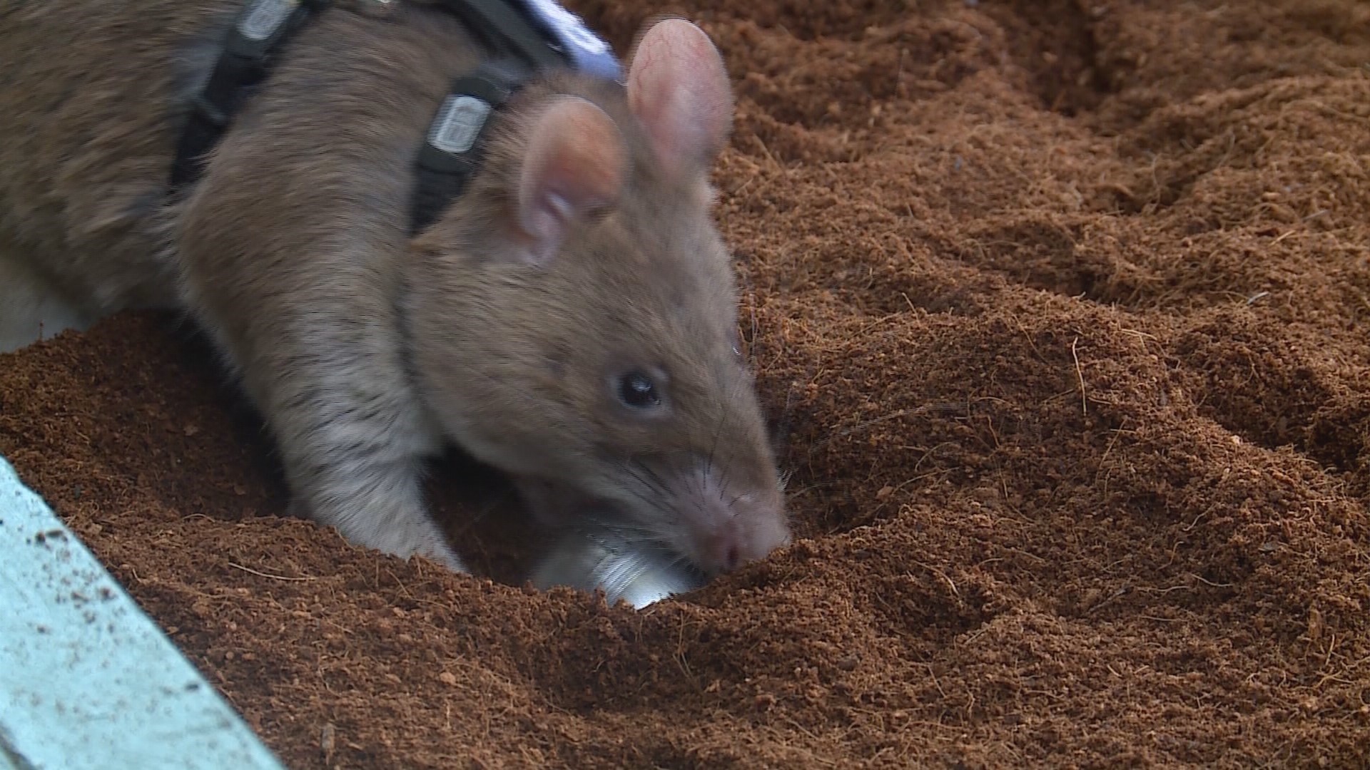 These rats at Point Defiance Zoo aren't just cute -- they save lives ...
