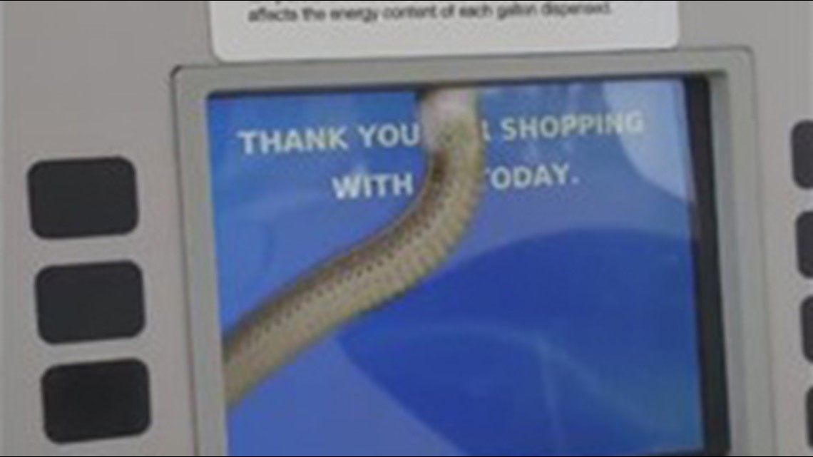 WATCH: Snake stuck in gas pump screen surprises Kansas woman | king5.com